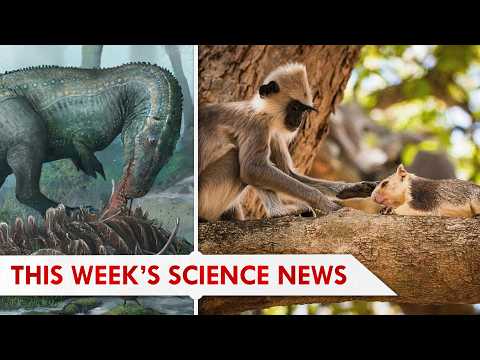 Jurassic Forest Sounds Reconstructed & The Evolution of Pet-Keeping in Primates