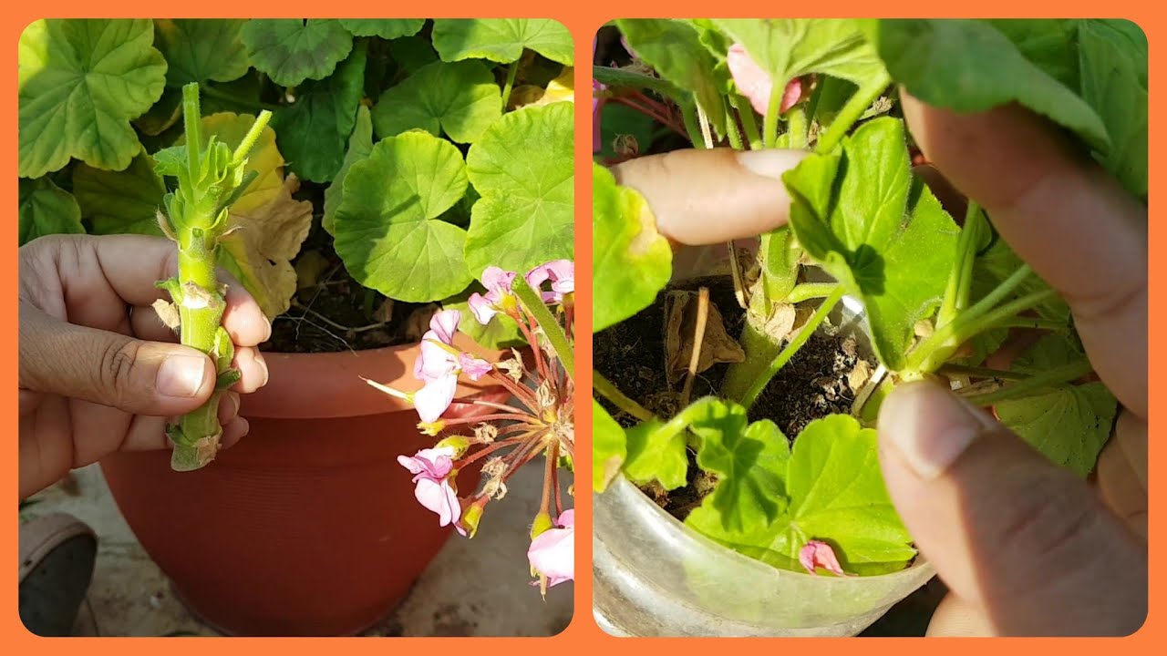 471.Cutting propagation of geranium/Grow geranium through cutting🌻🌱🍁 ...