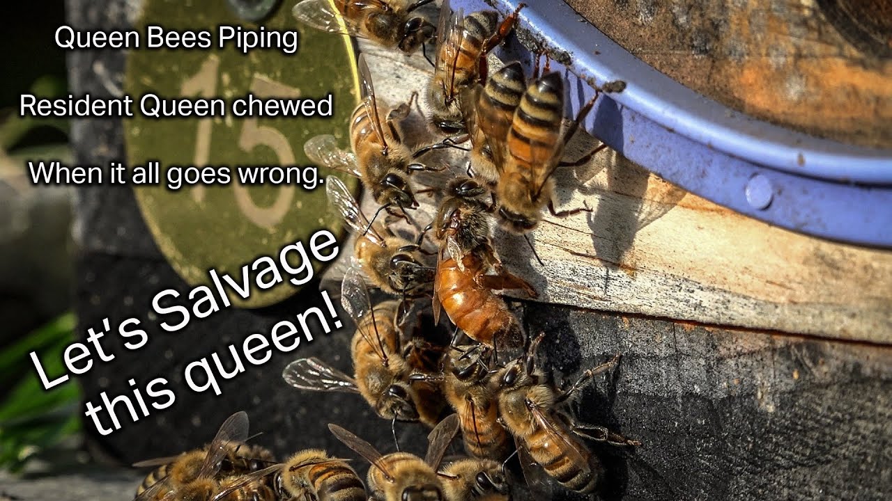 Honey Bee Queens Piping, Colony Swarming, Injured Queen, Lessons and ...
