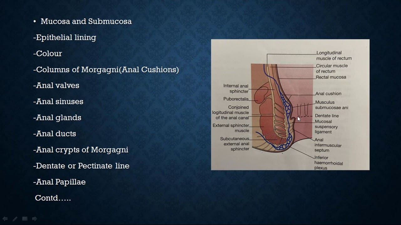 A Class On ANAL CANAL ANATOMY By Dr Srikanth Dept Of General Surgery ...