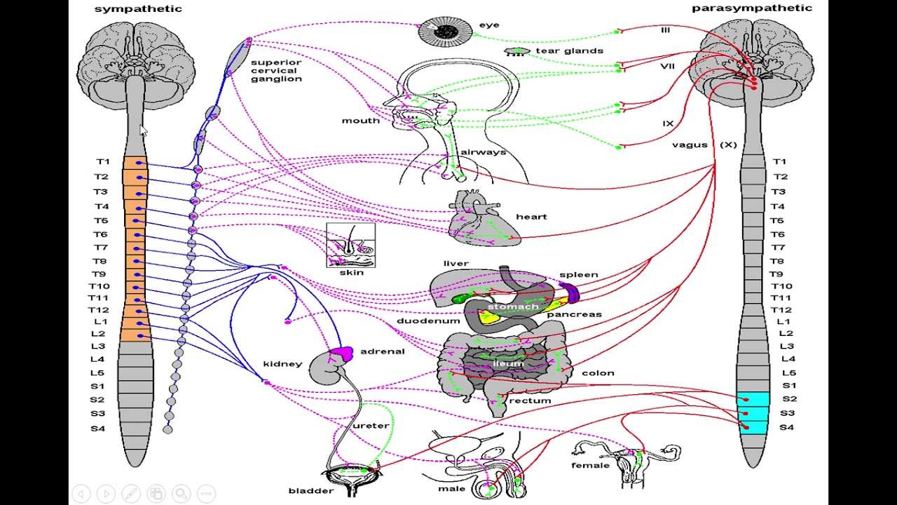 symp introduction dr Nahid - YouTube