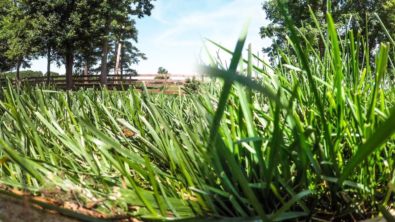 i filmed grass growing for a week - 4K - YouTube