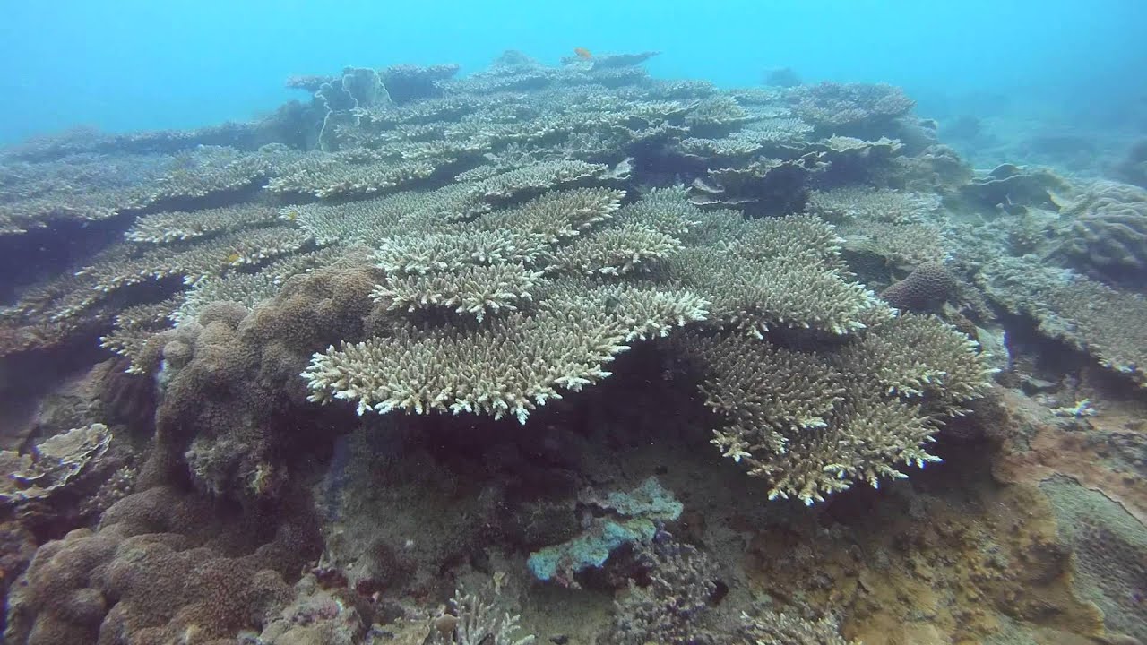 Diving at Bintan 5-8 May 2014 - YouTube