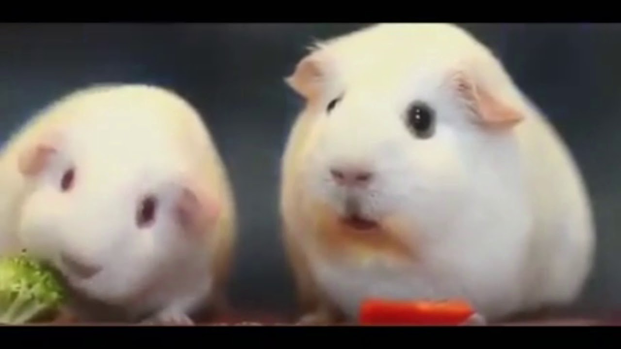 Hamster flashback - YouTube