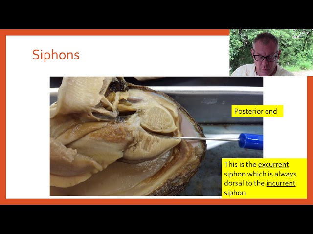 Clam Dissection Siphon
