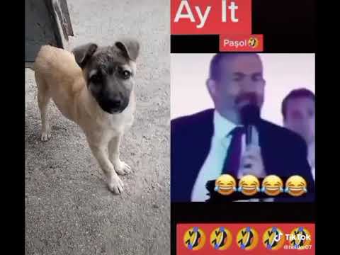 COBAN İTİ😂