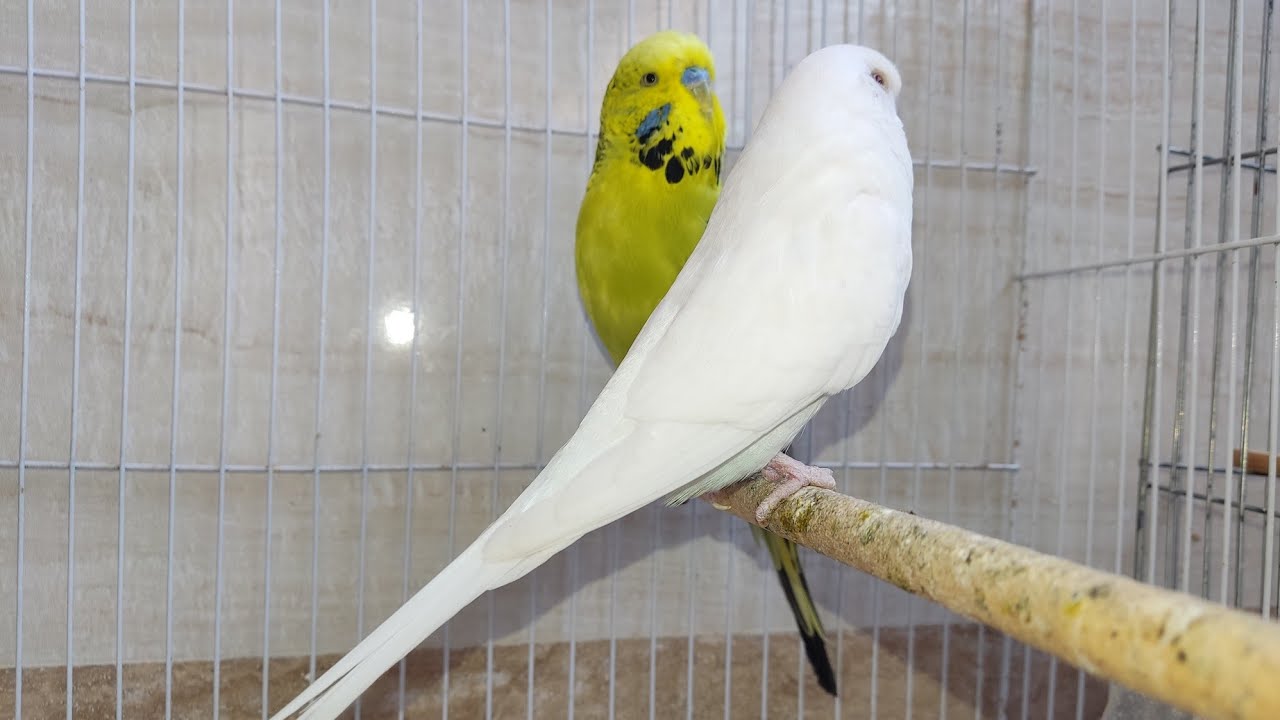 Birds Singing _ Sound Of Relax ,The sound of summer birds is soothing ...