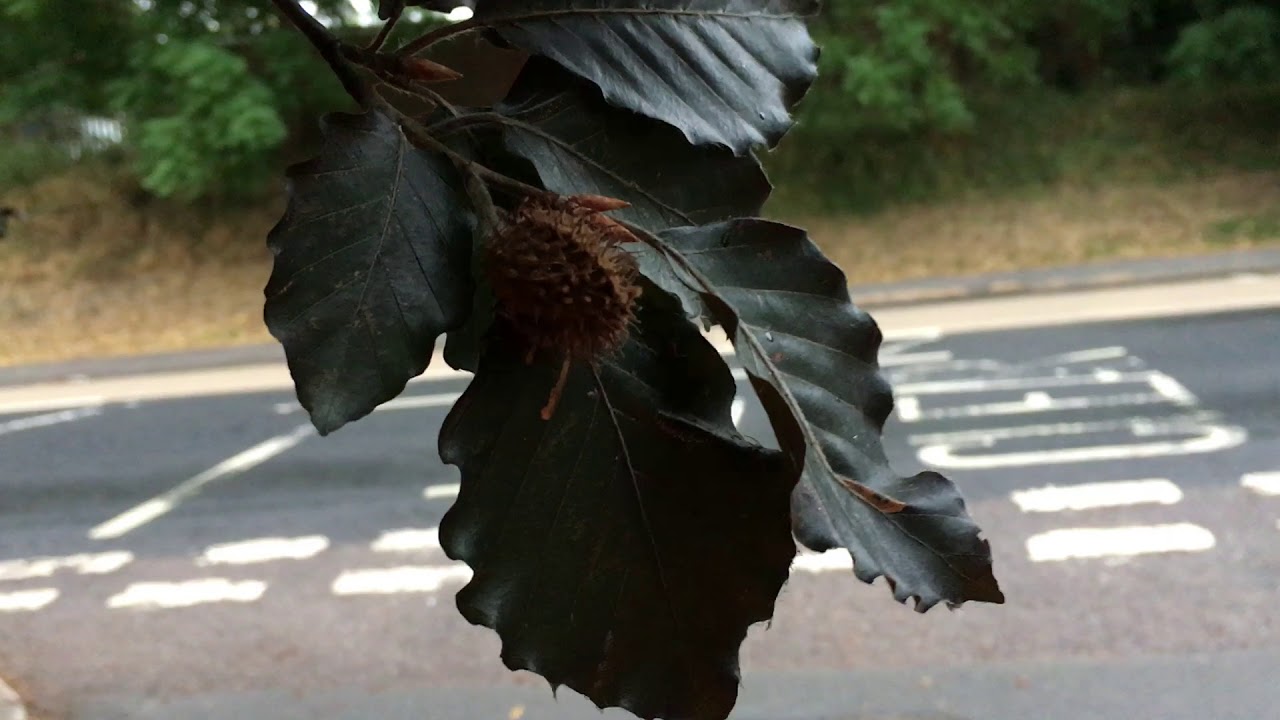 Copper Beech - leaves & fruit (mast) - August 2018 - YouTube