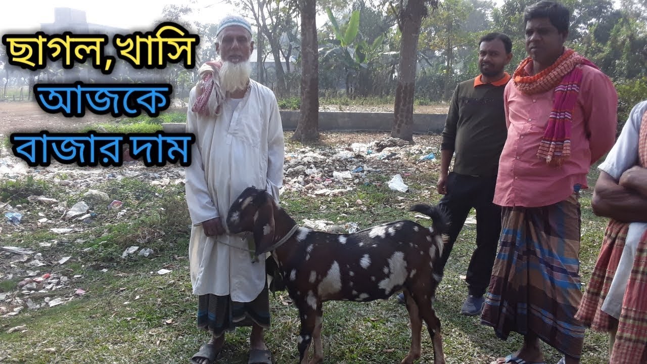 ছাগল খাসির দর দাম জানুন। নারায়ণপুর বাজার। Chagol Khasi bazar - YouTube