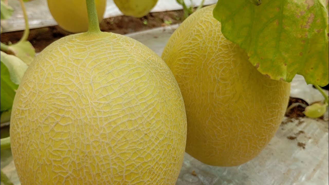 MELON SIAP PANEN MILIK PETANI MUDA KALIPARE - YouTube