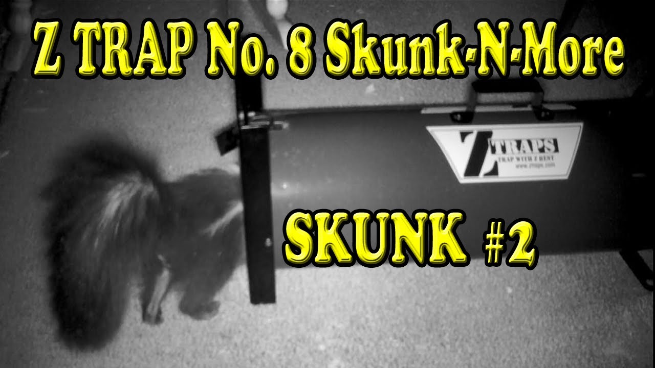 Z Trap Skunk N More Catching and Releasing a Second Skunk - YouTube