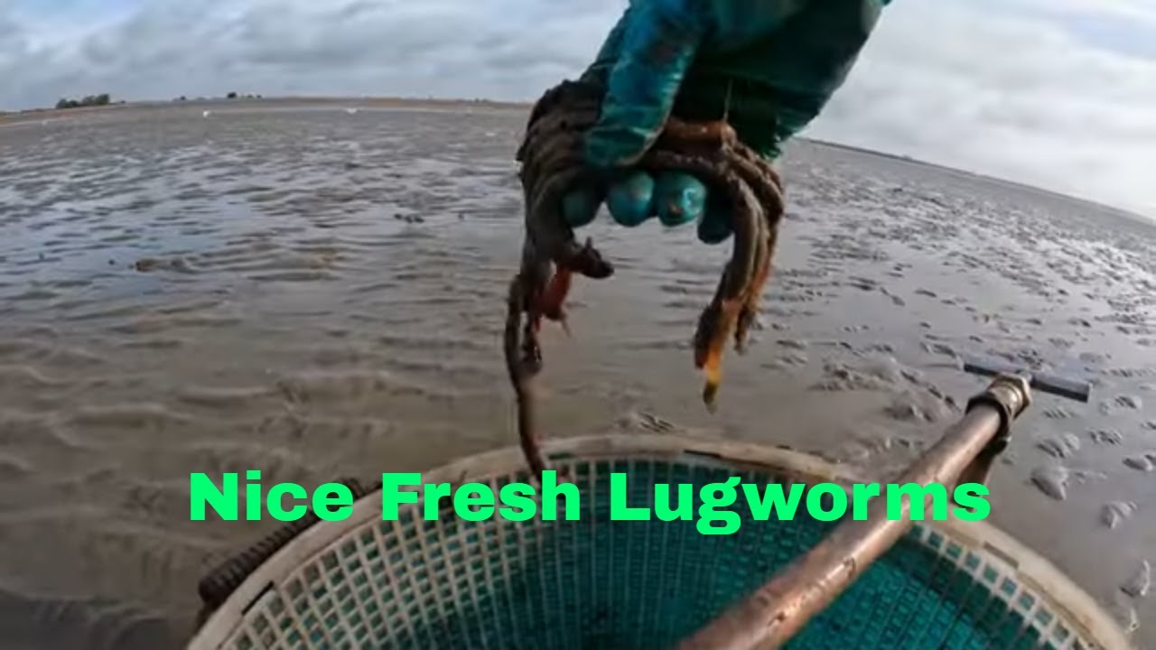 At Pett Level: Mastering the Art of Lugworm Bait Pumping - YouTube