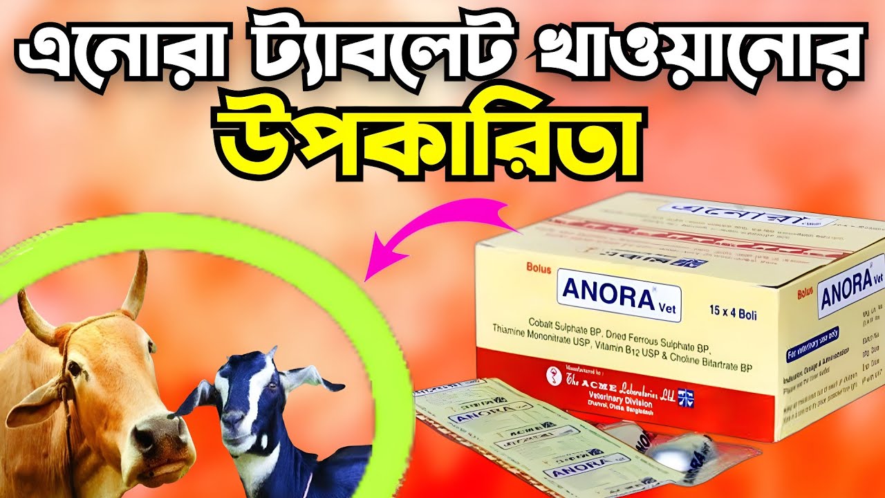 গরু-ছাগলকে এনোরা ট্যাবলেট খাওয়ানোর উপকারিতা | এনোরা ট্যাবলেট কেনো ...