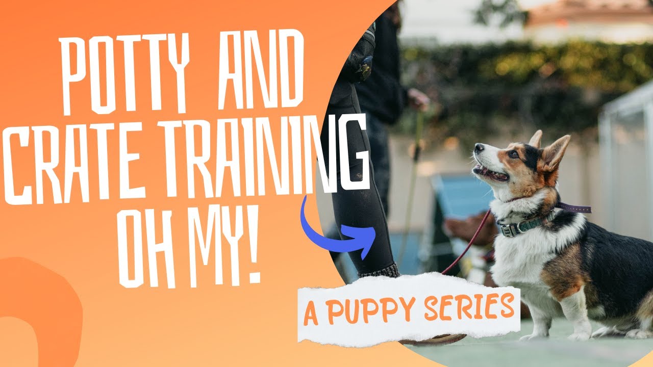What to do DAY ONE of bringing home your puppy // Potty training // Crate Training - YouTube