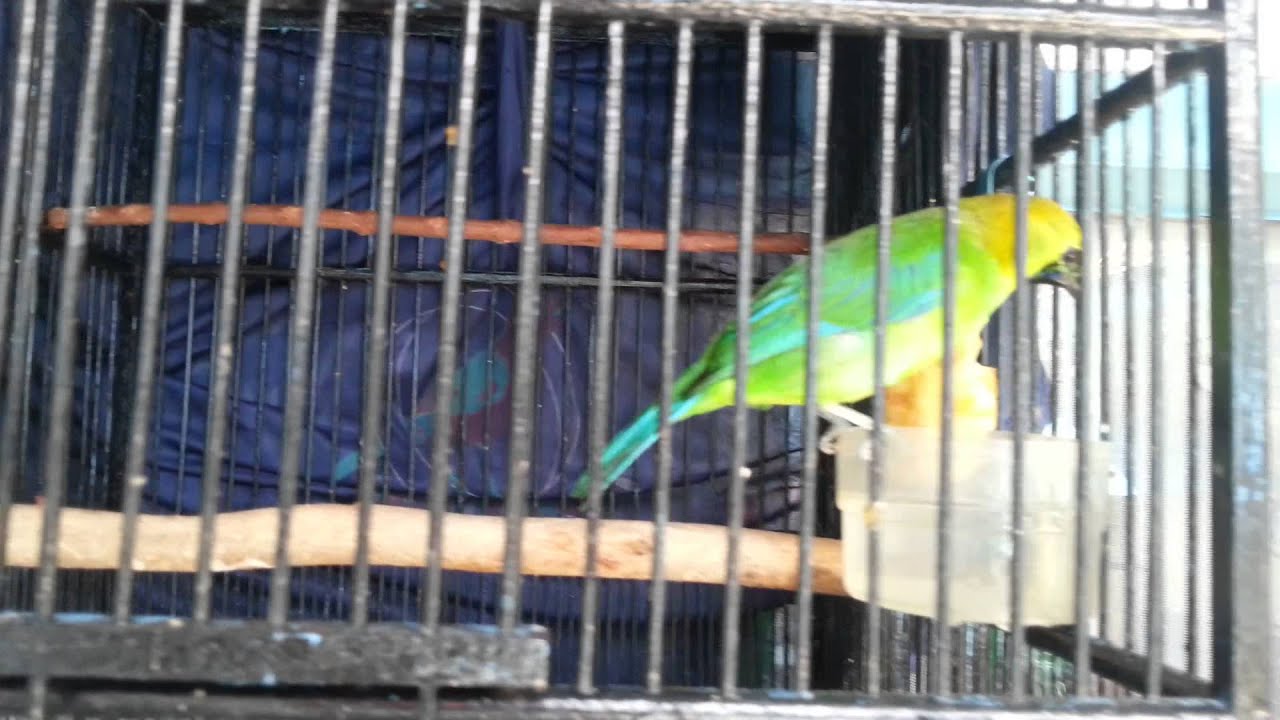 burung cucak rante - YouTube