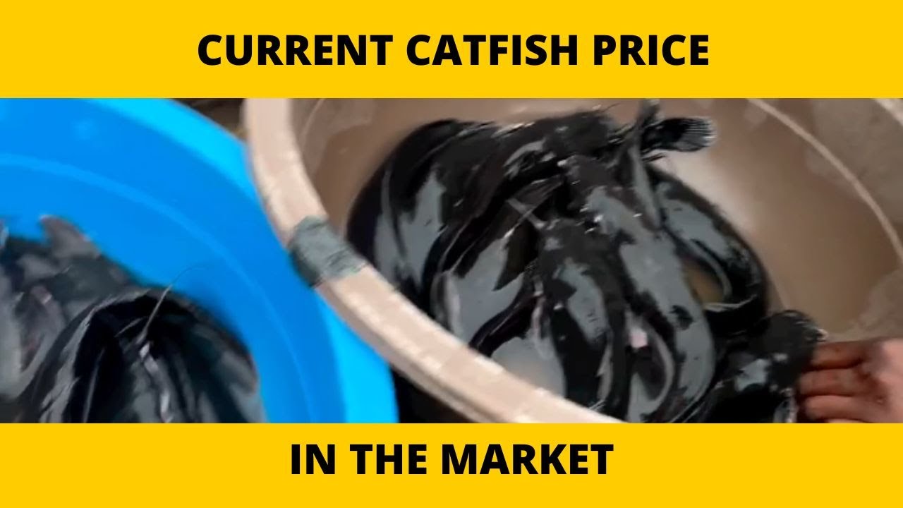 Current Catfish Price in the Market - YouTube