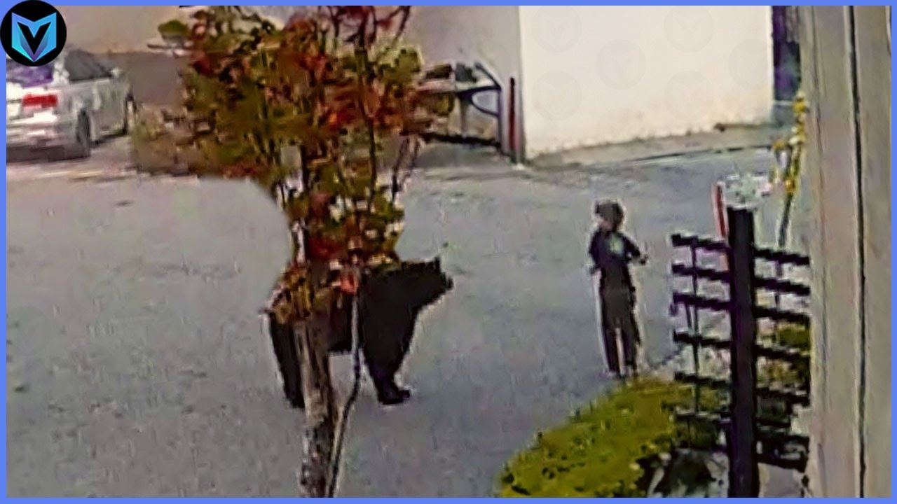 Scariest Animal Encounters Caught on Camera! - YouTube