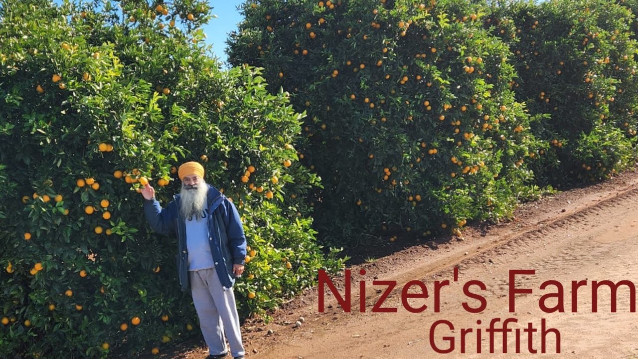 Nizer Farm Griffith ! Oranges Farm - YouTube