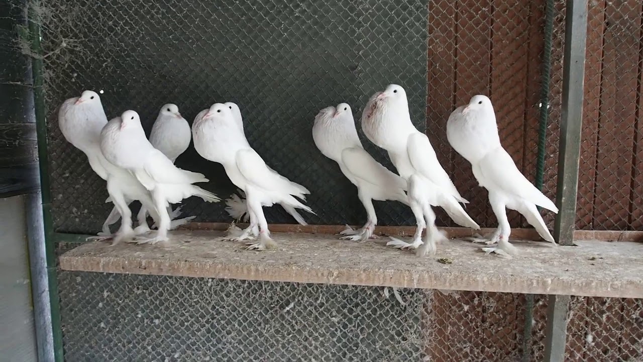 White English Pouters (Fancy Pigeons) - YouTube