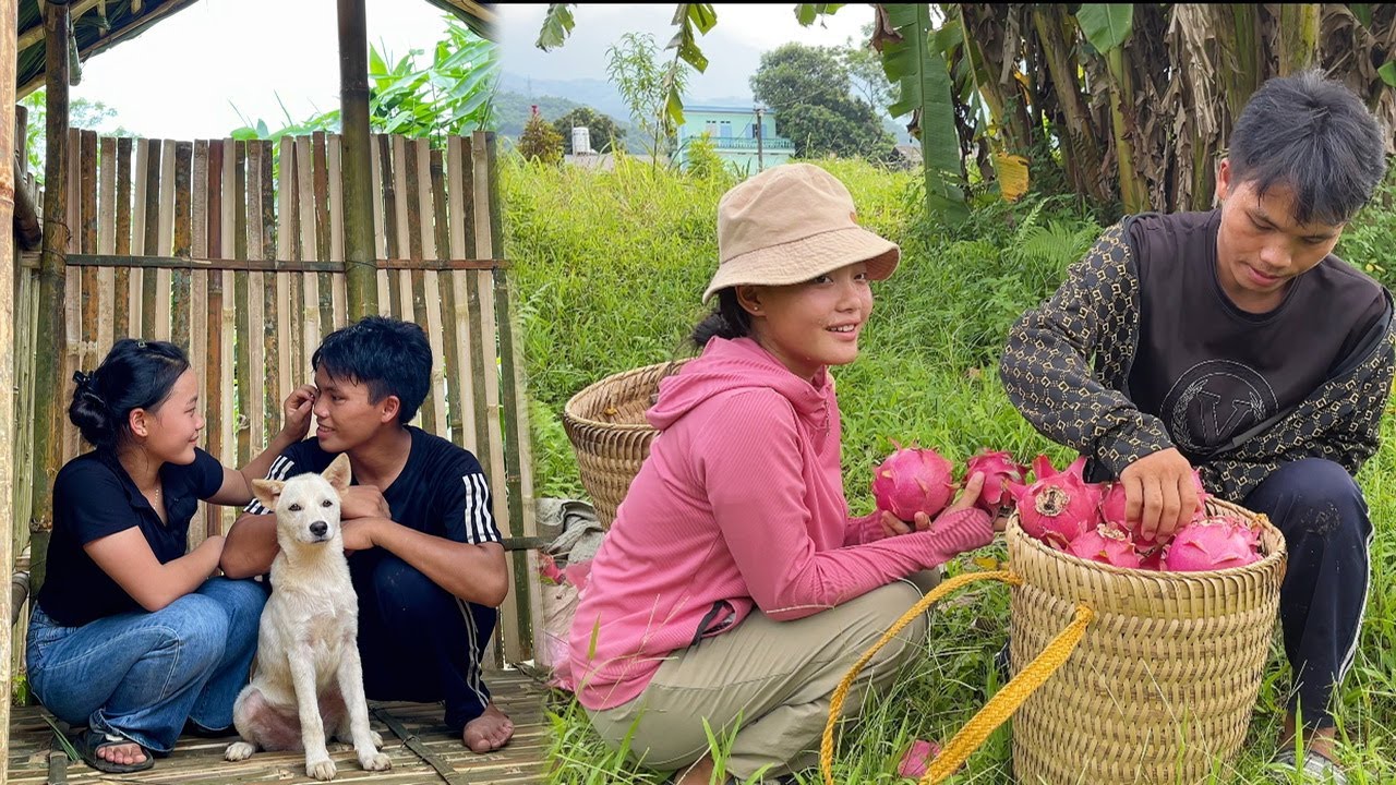 Pao and Sua plan to build a new bathhouse - Harvest fruit/SUNG A PAO HG ...