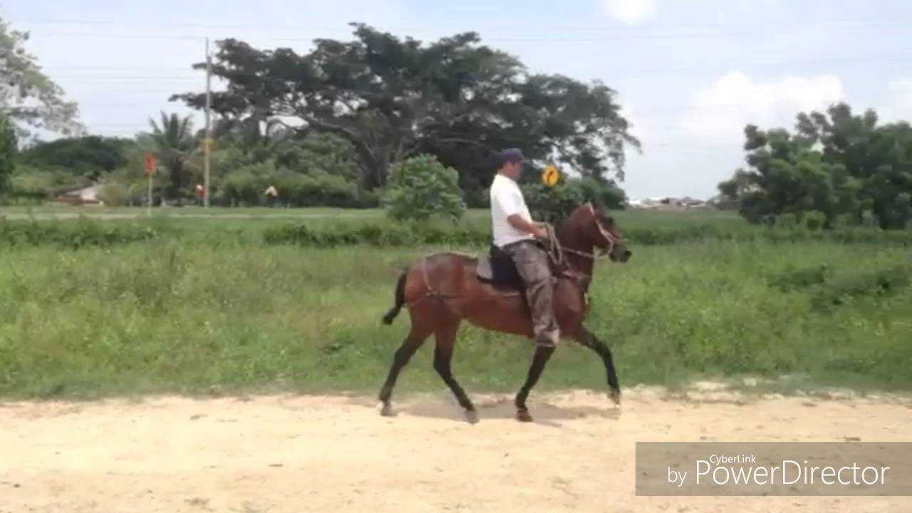 YEGUA EN VENTA - TROTE Y GALOPE COL - YouTube