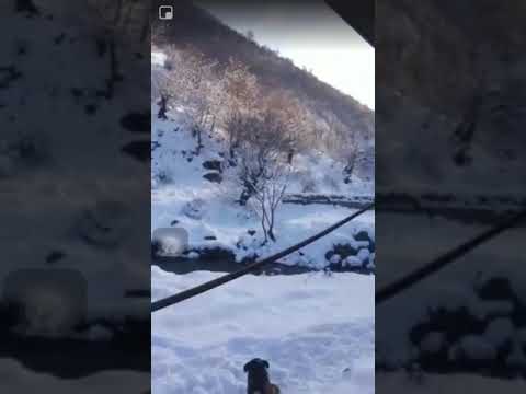 İt də belə oynamaz,qurd da belə oynamaz
