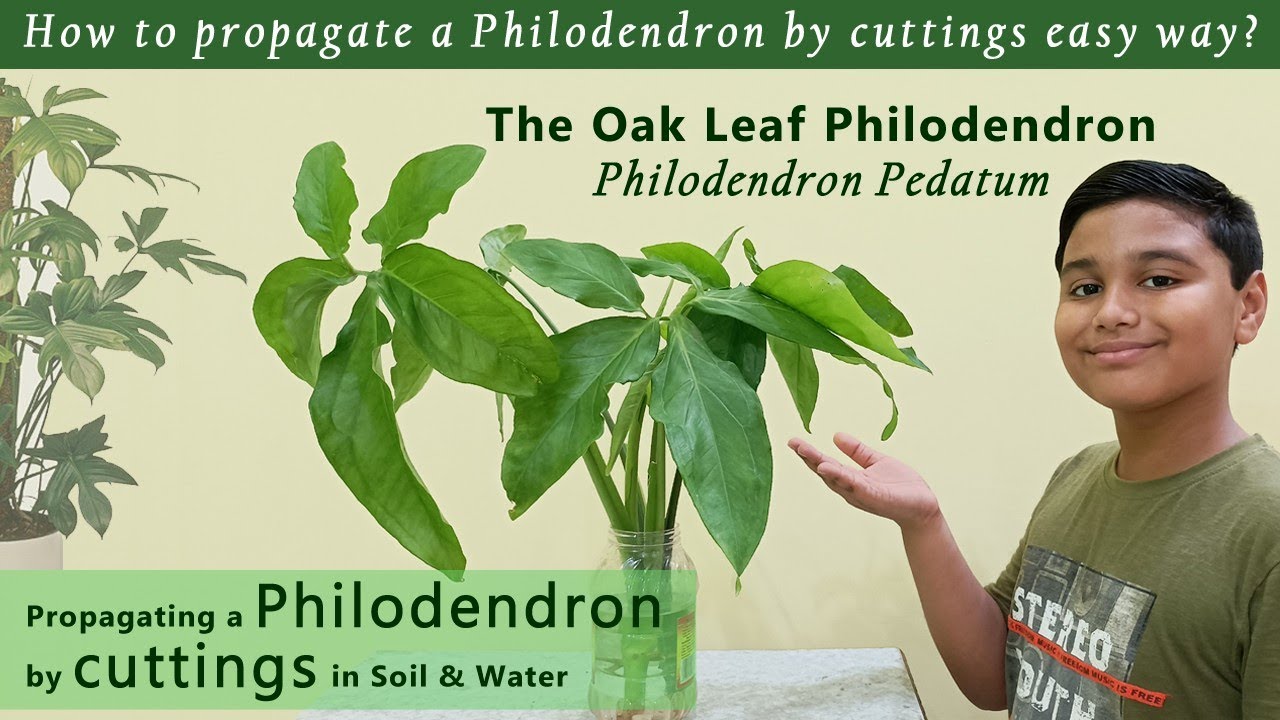 Philodendron Pedatum - Propagate Oak Leaf Philodendron, How to grow a ...