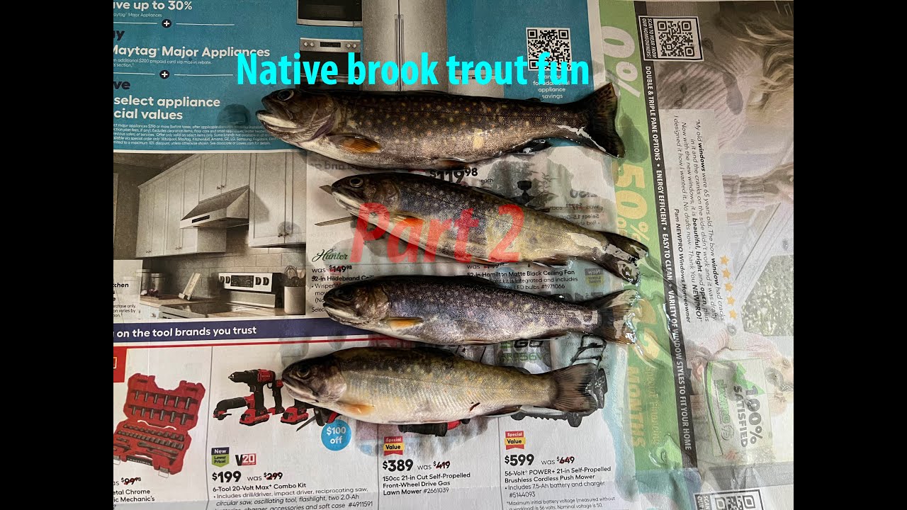 Native brook trout fun part 2 - YouTube