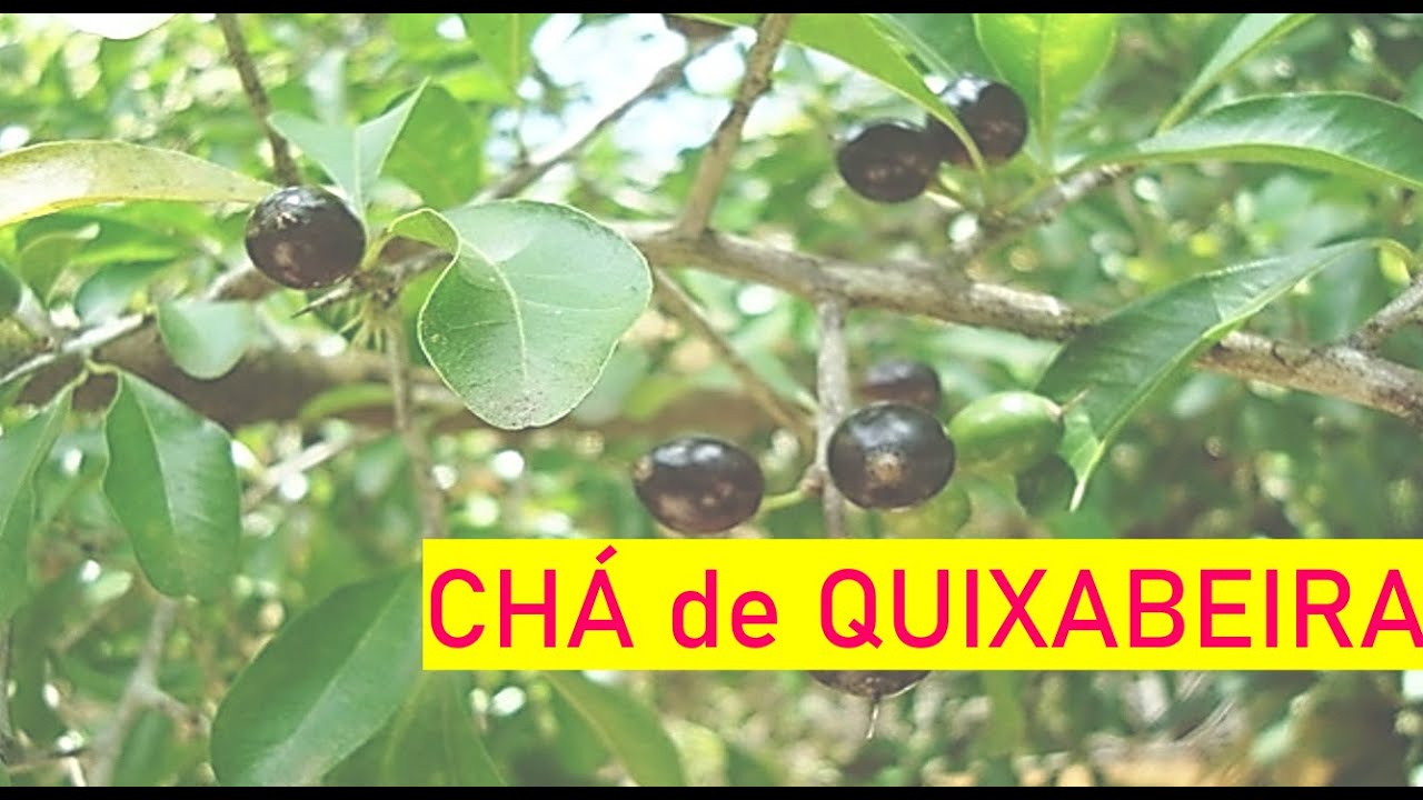 Chá De Quixaba Para Que Serve - RETOEDU