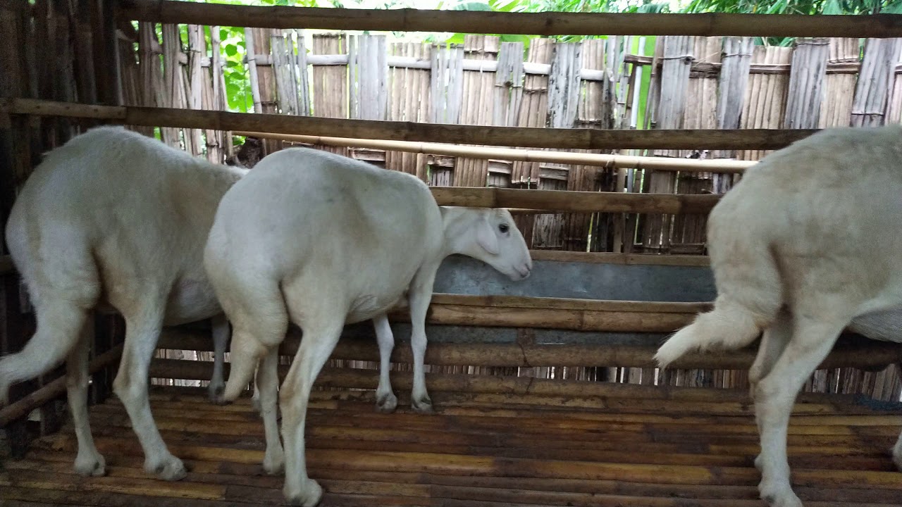breeding domba ekor gemuk - YouTube