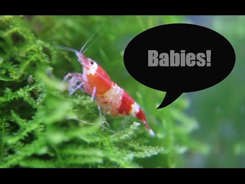 crystal shrimp live birth - YouTube