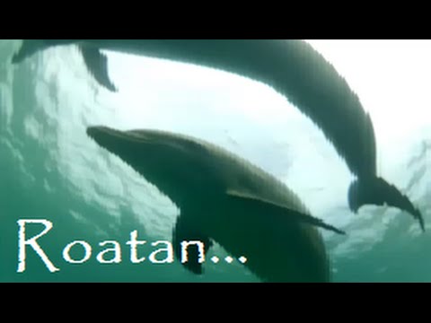Roatan Dolphin Swim: Spectacular Video HD Dolphin Freedive!!! - YouTube