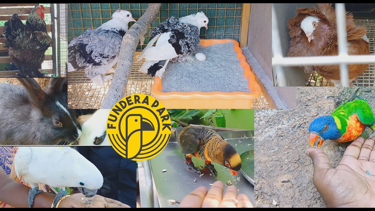 FUNDERA PARK Yelagiri | Birds Park Yelagiri | Best places to visit in ...