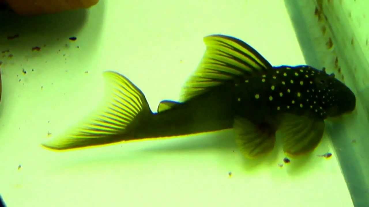 Wild Caught L200 Green Phantom Pleco - YouTube
