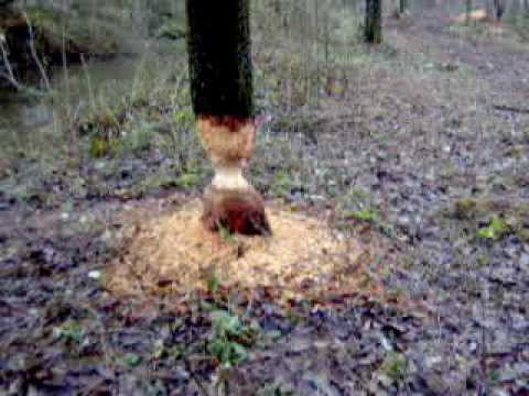 Biberfrass im kleinen Odenwald