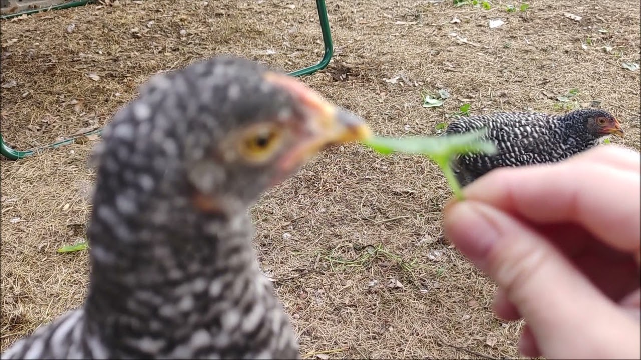 9 Week Old Chicks Enjoying Some Greens - YouTube
