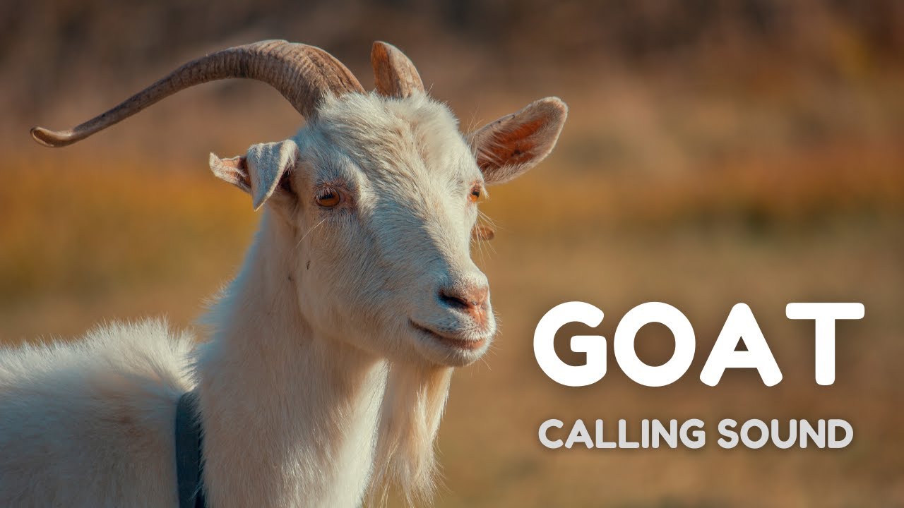 Goat Calling Sound - YouTube