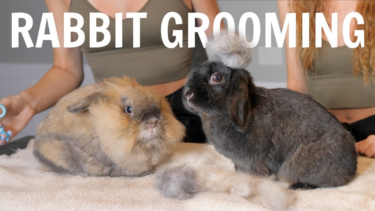 Grooming My Rabbits! - YouTube