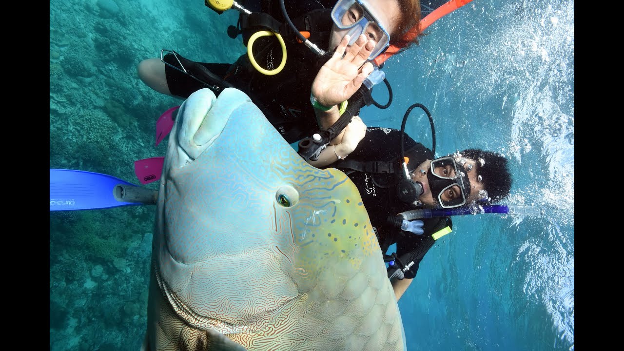 Scuba Diving at the Great Barrier Reef, Australia - YouTube