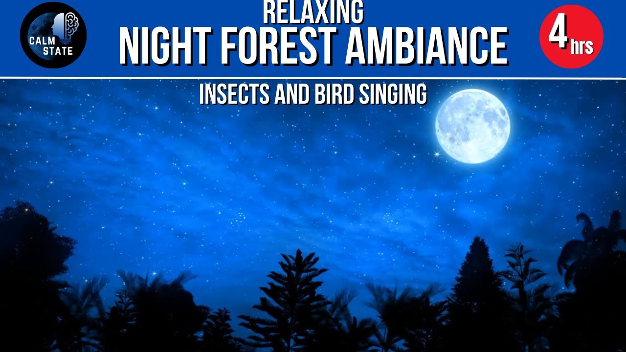 Night in the Woods: Soothing Forest Ambiance with Nocturnal Sounds ...