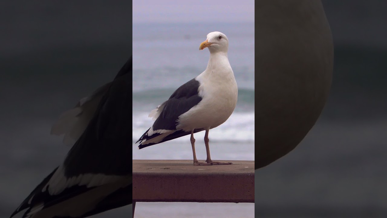 Oceanside Seagull #Seagulls #Seagull #birds #Oceanside - YouTube