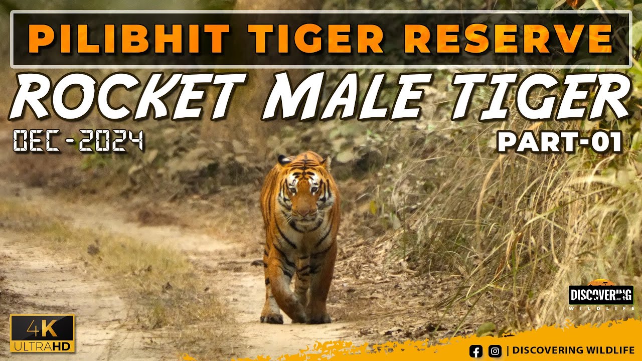 PILIBHIT TIGER RESERVE I ROCKET MALE TIGER I NEW KING OF PILIBHIT TIGER ...