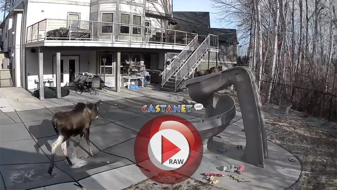 RAW: moose pay a visit - YouTube