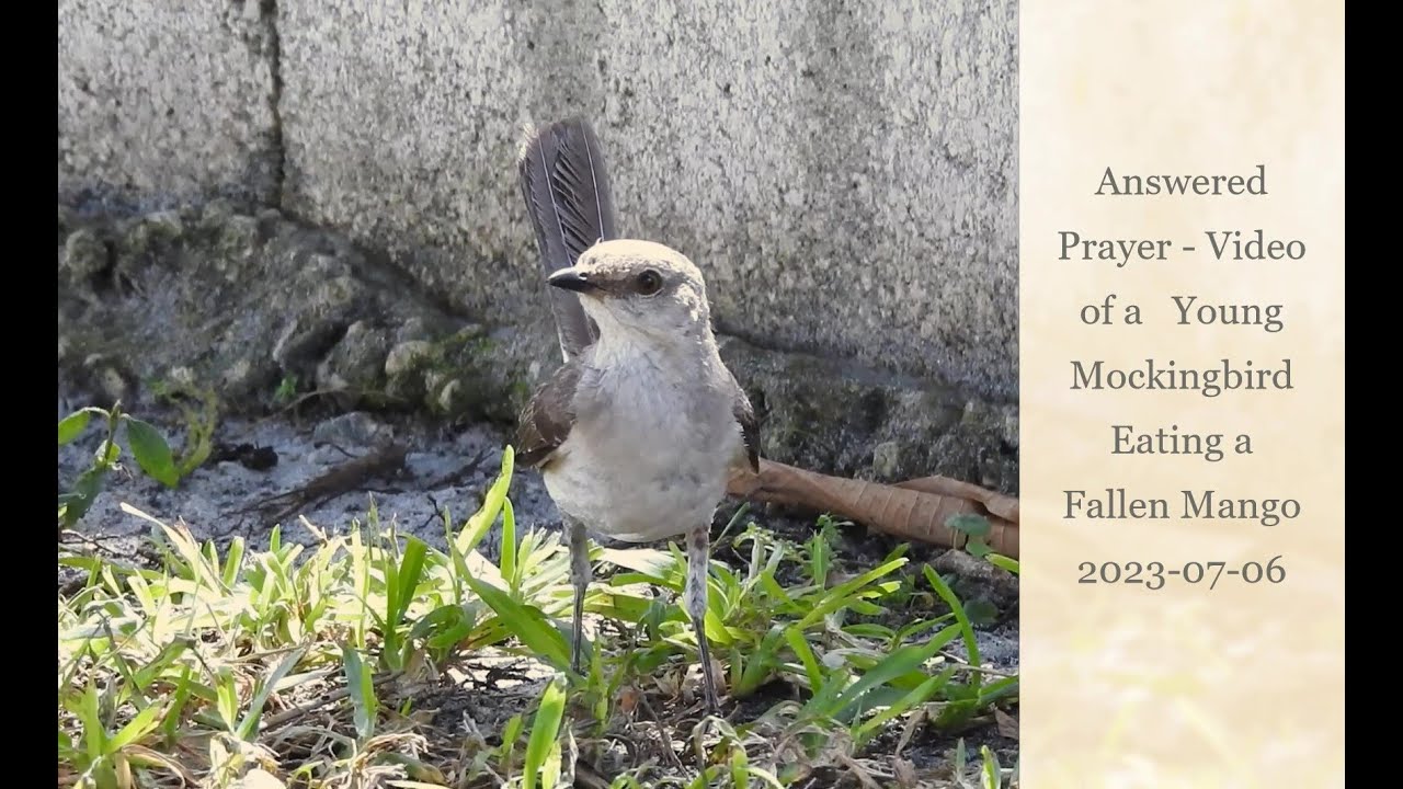 Answered Prayer - Video of a Young Mockingbird Eating a Fallen Mango ...