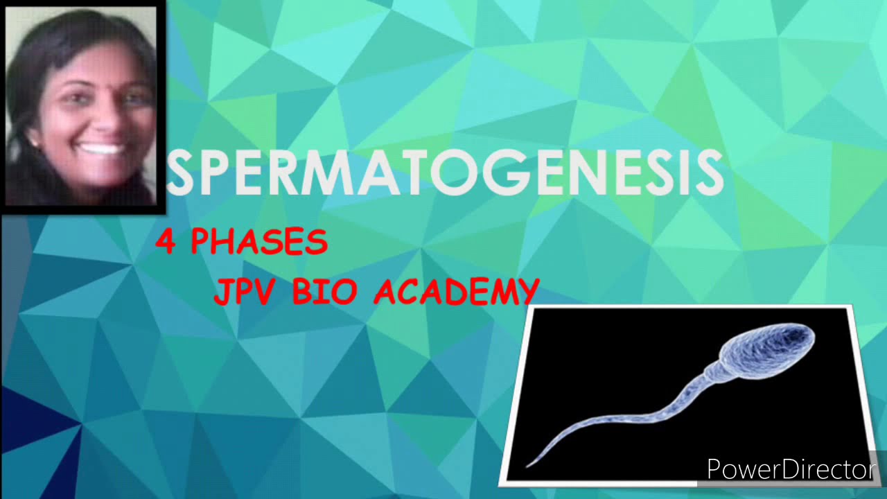 Spermatogenesis Class 12 Cbse Board Chapter 3 Human Reproduction