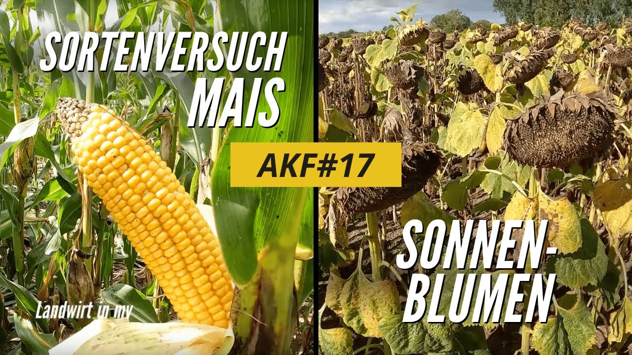 AKF #17 Auswertung Mais-Sortenversuch mit MAS Seeds Deutschland ...