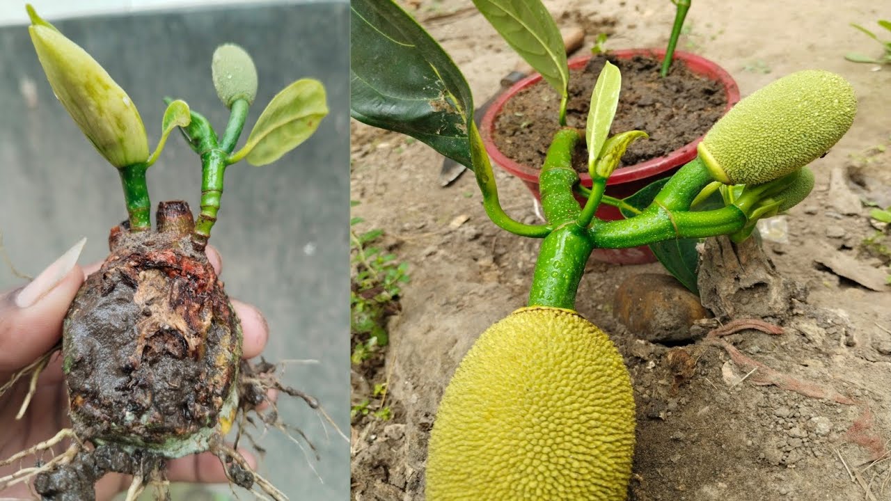 How to grow jackfruit as a vegetable | Jackfruit propagation use Aloe ...