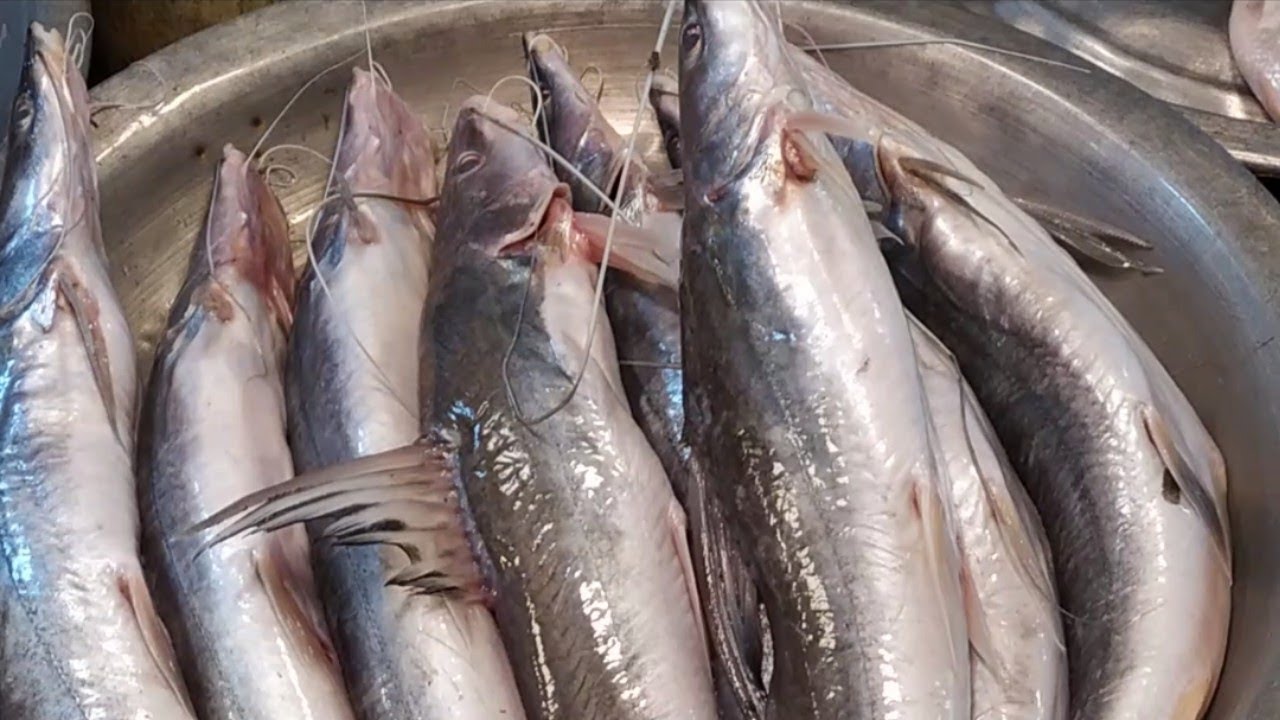 River Rita fish sell market today 29-10-22 - YouTube