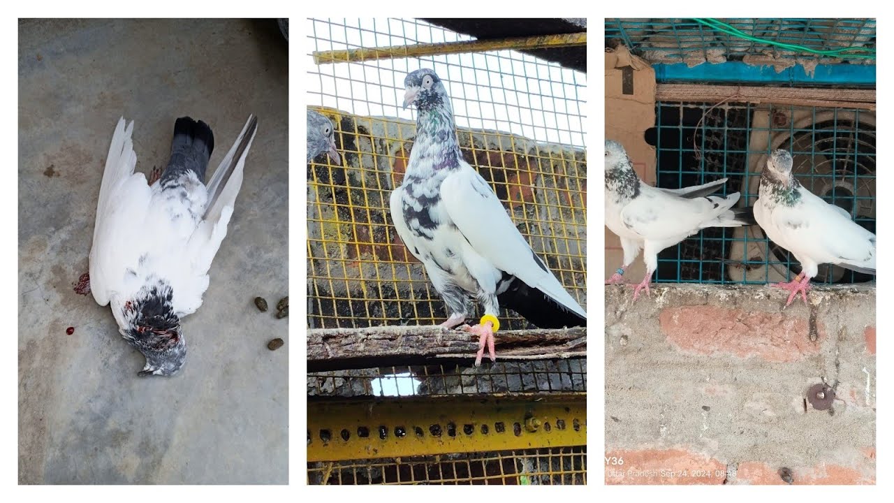 new post kabutar video pigeon lover#kamaluddin #pigeon #bird - YouTube