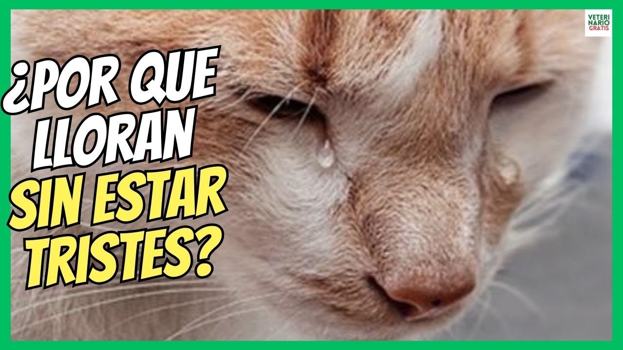 🔴 ¿PORQUE LLORAN LOS GATOS CON LÁGRIMAS SIN ESTAR TRISTES? 🔴 - YouTube